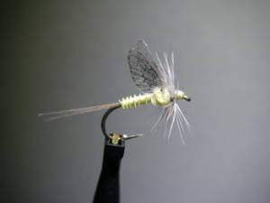 Eric Paris » Blog Archive » La Light Cahill Insect’L
